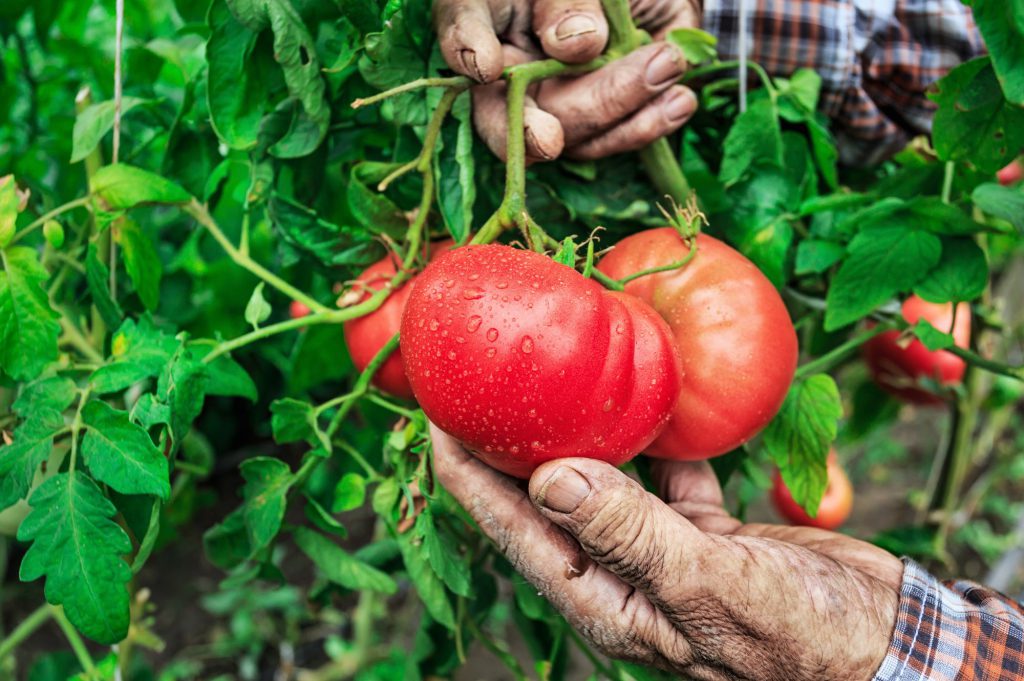 Be-Grow is orienting its business activities in the UN Sustainable ...